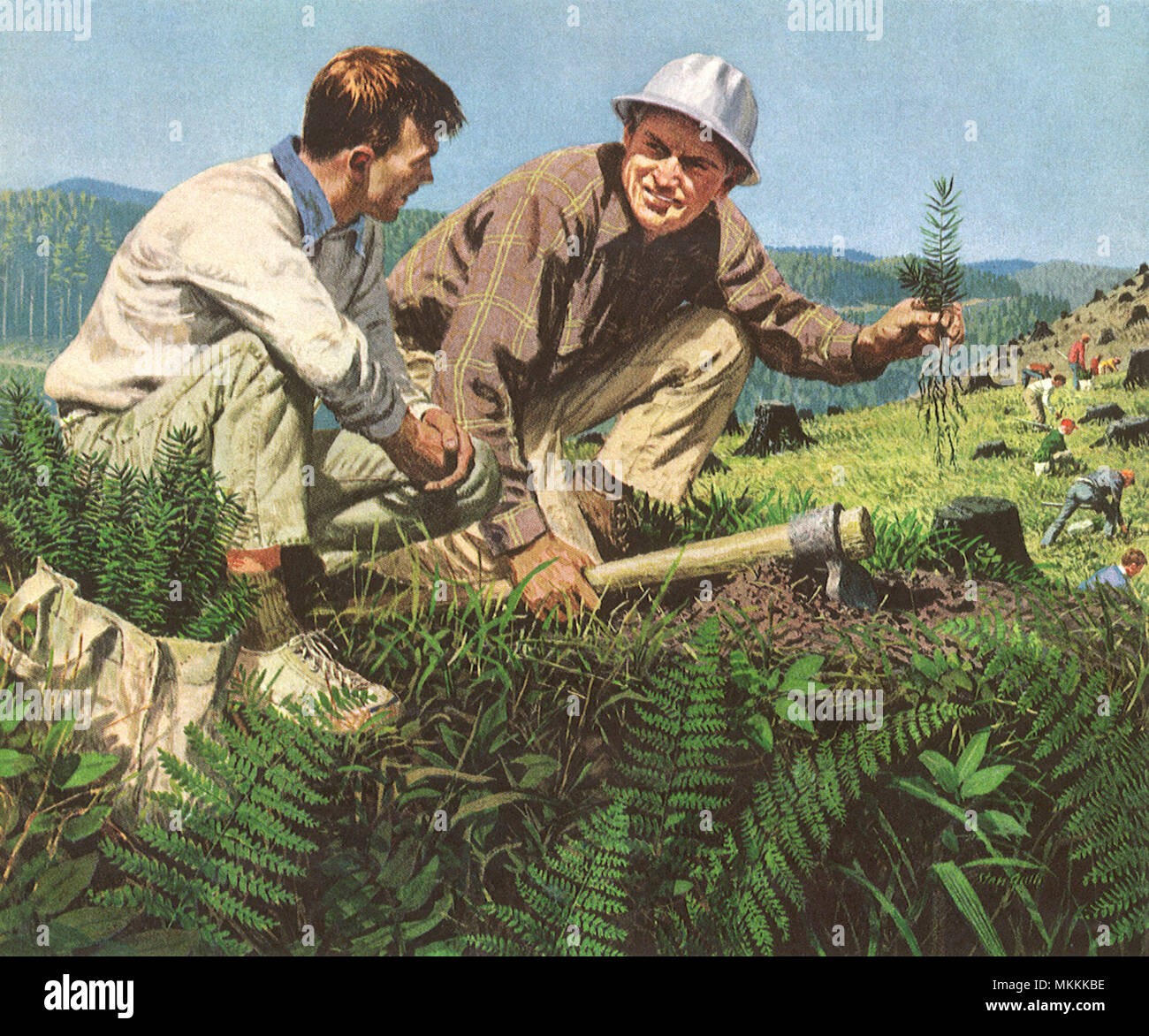 Men Planting Trees Stock Photo - Alamy