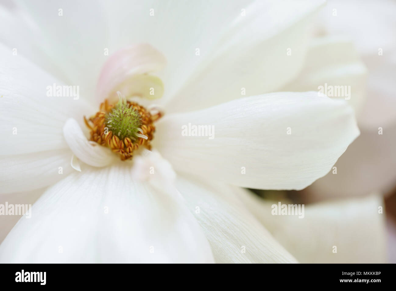 Asymmetrical butterfly hi-res stock photography and images - Alamy