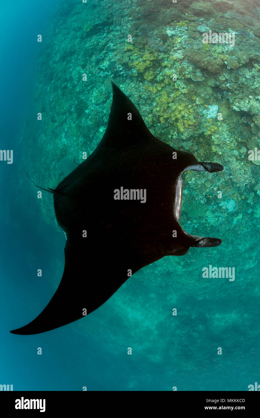 Coral reef drop off hi-res stock photography and images - Alamy