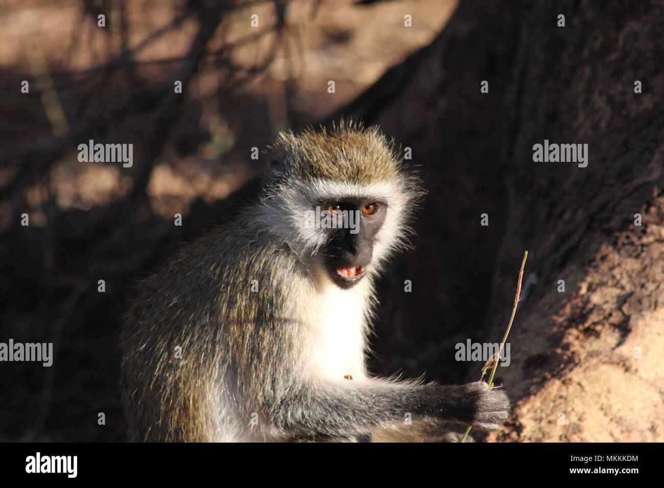 White eyebrow whiskers hi-res stock photography and images - Alamy