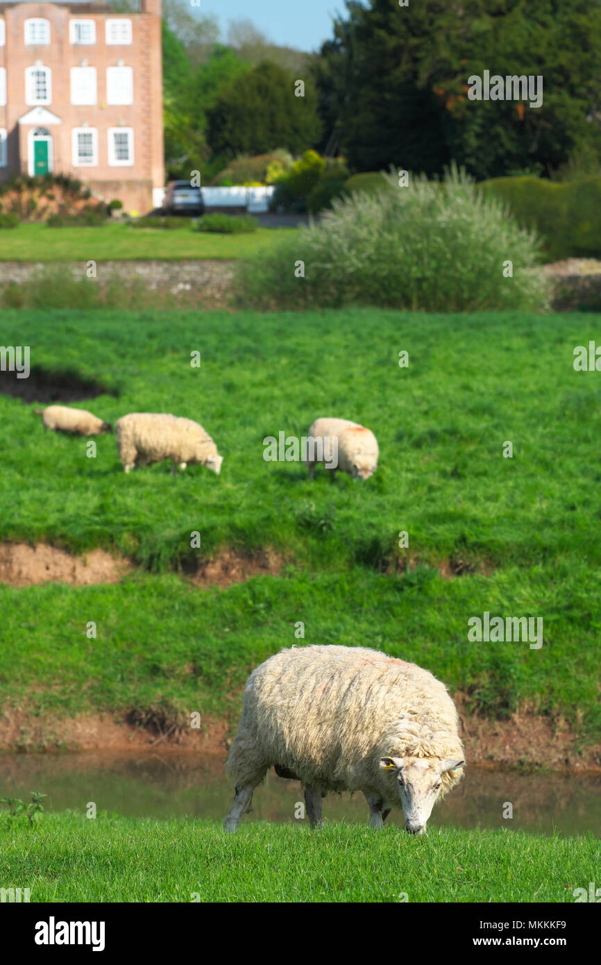 Mordiford Herefordshire sheep grazing on the flood plain beside the ...