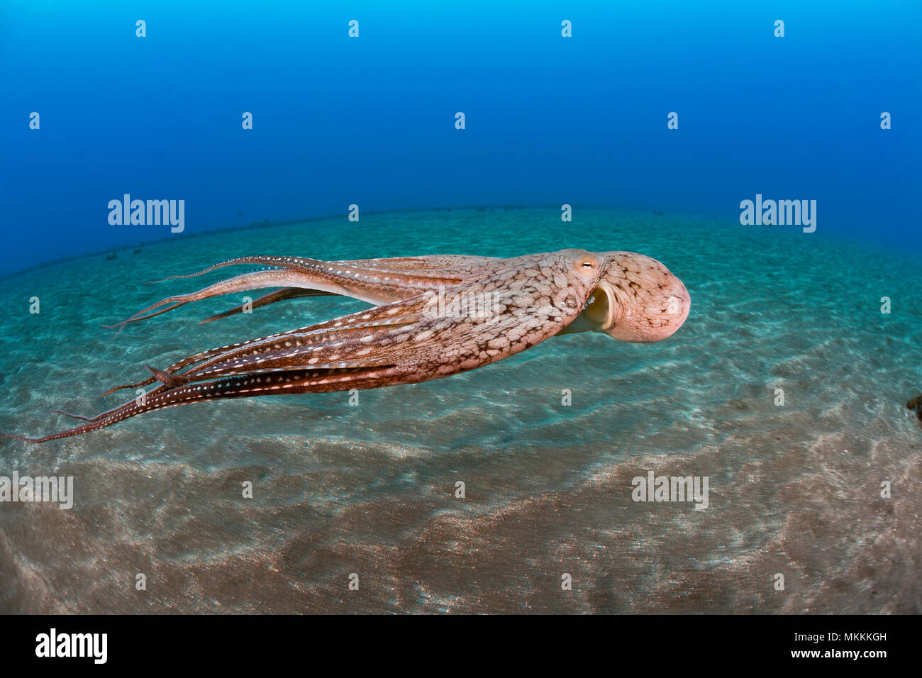 Day octopus, Octopus cyanea, in mid-water, Hawaii Stock Photo - Alamy