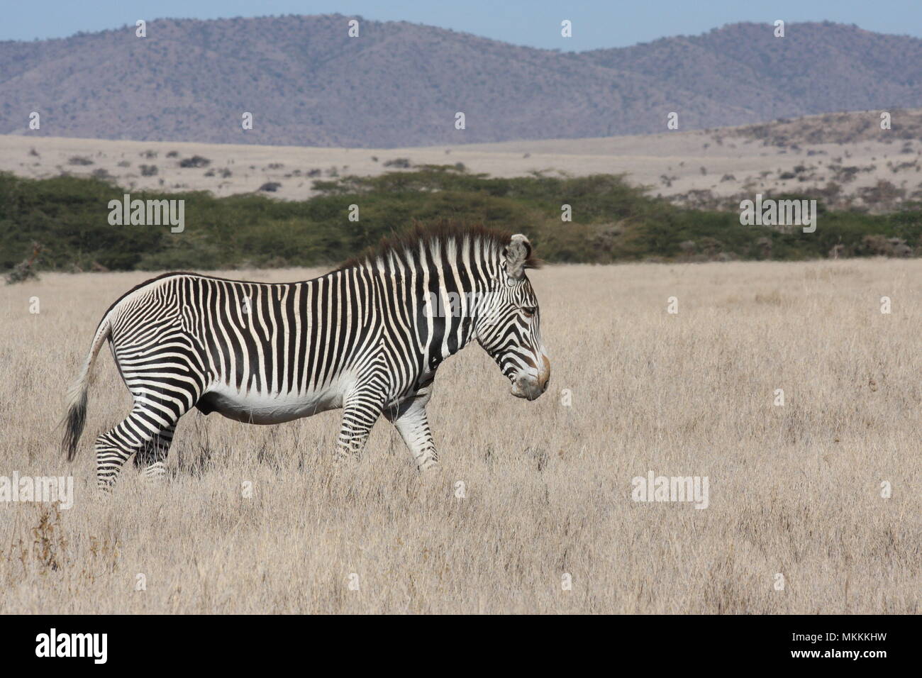 Grevy's Zebra, - the one with the closer stripes Stock Photo - Alamy