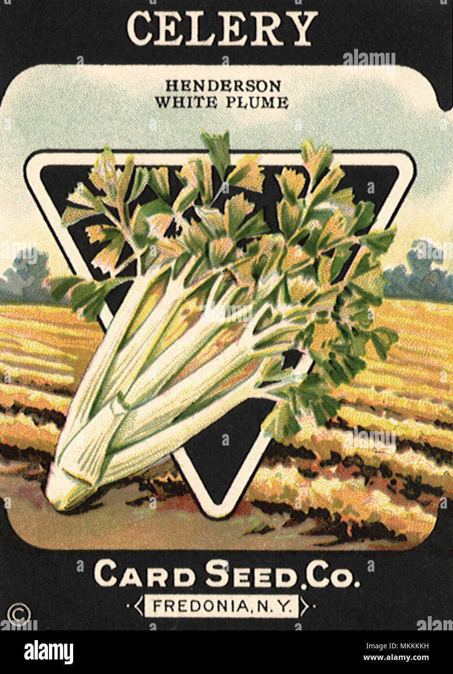 Celery Seed Packet Stock Photo - Alamy