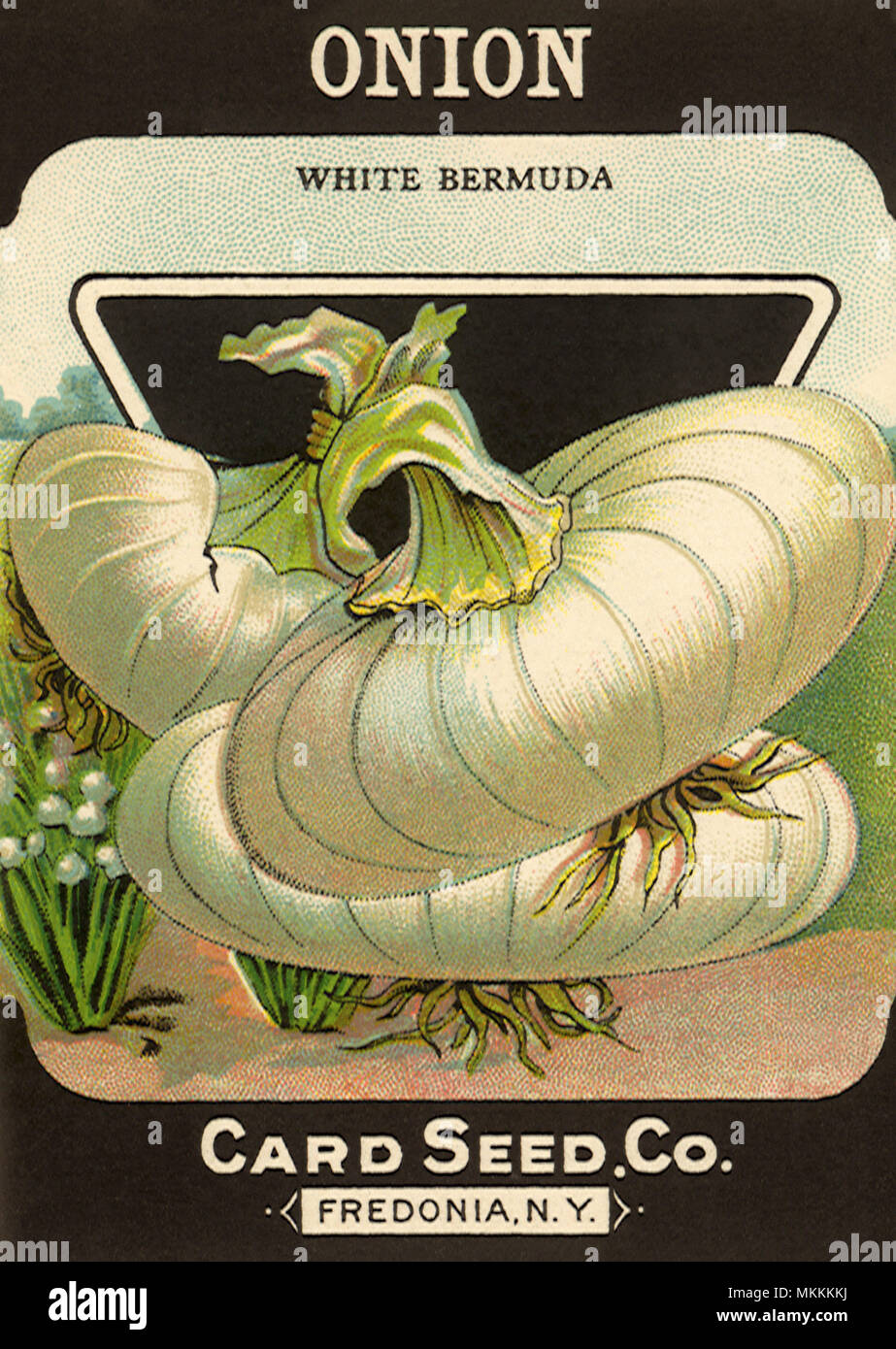 White Onion Seed Packet Stock Photo - Alamy