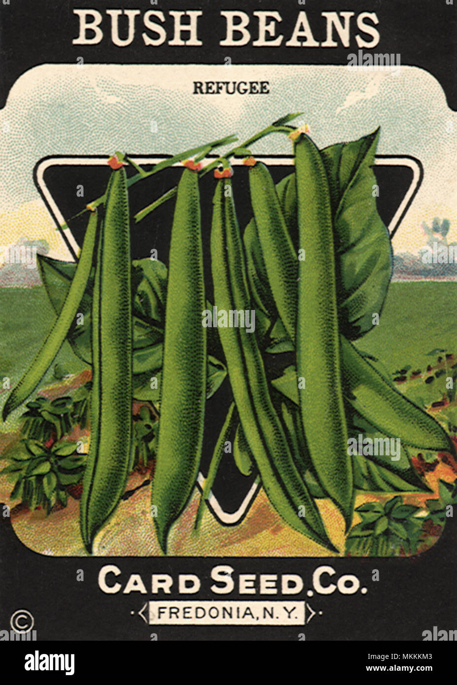 Bush Beans Seed Packet Stock Photo - Alamy