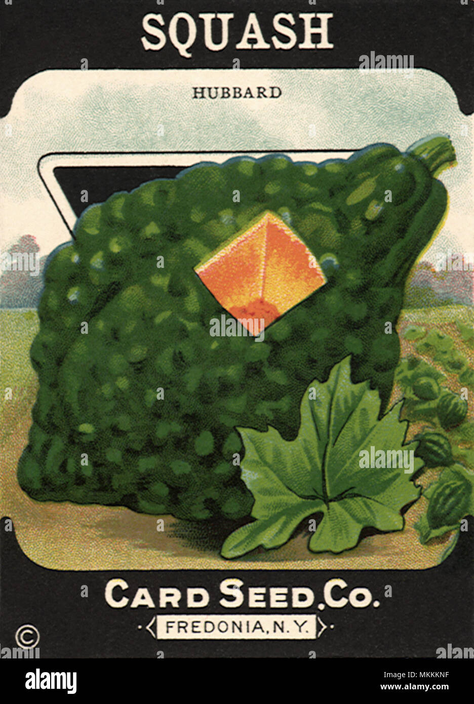 Squash Vegetable Label Stock Photo - Alamy