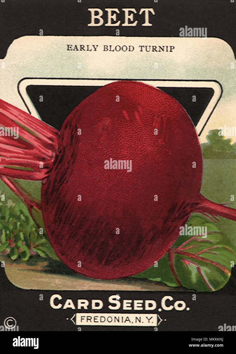 Beet Seed Packet Stock Photo - Alamy