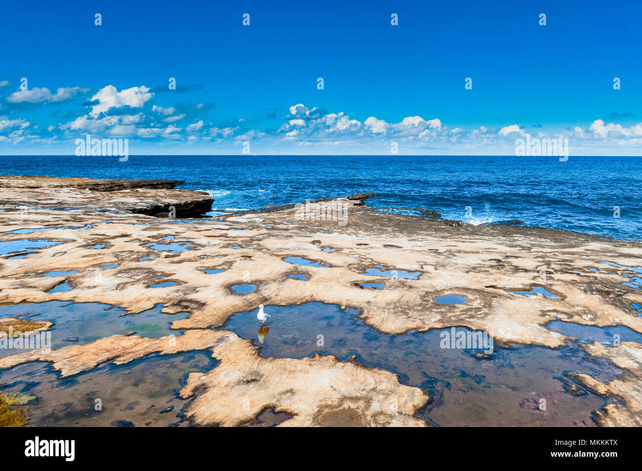 A seagull makes its way across the shallow rock pools along the ...