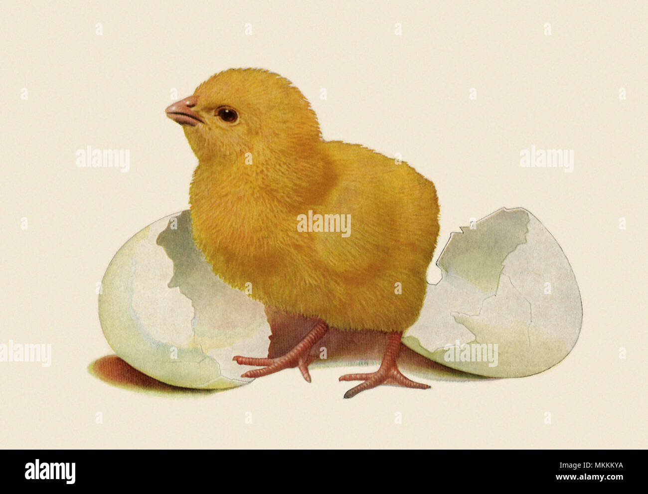 Chick and broken egg shell hi-res stock photography and images - Alamy