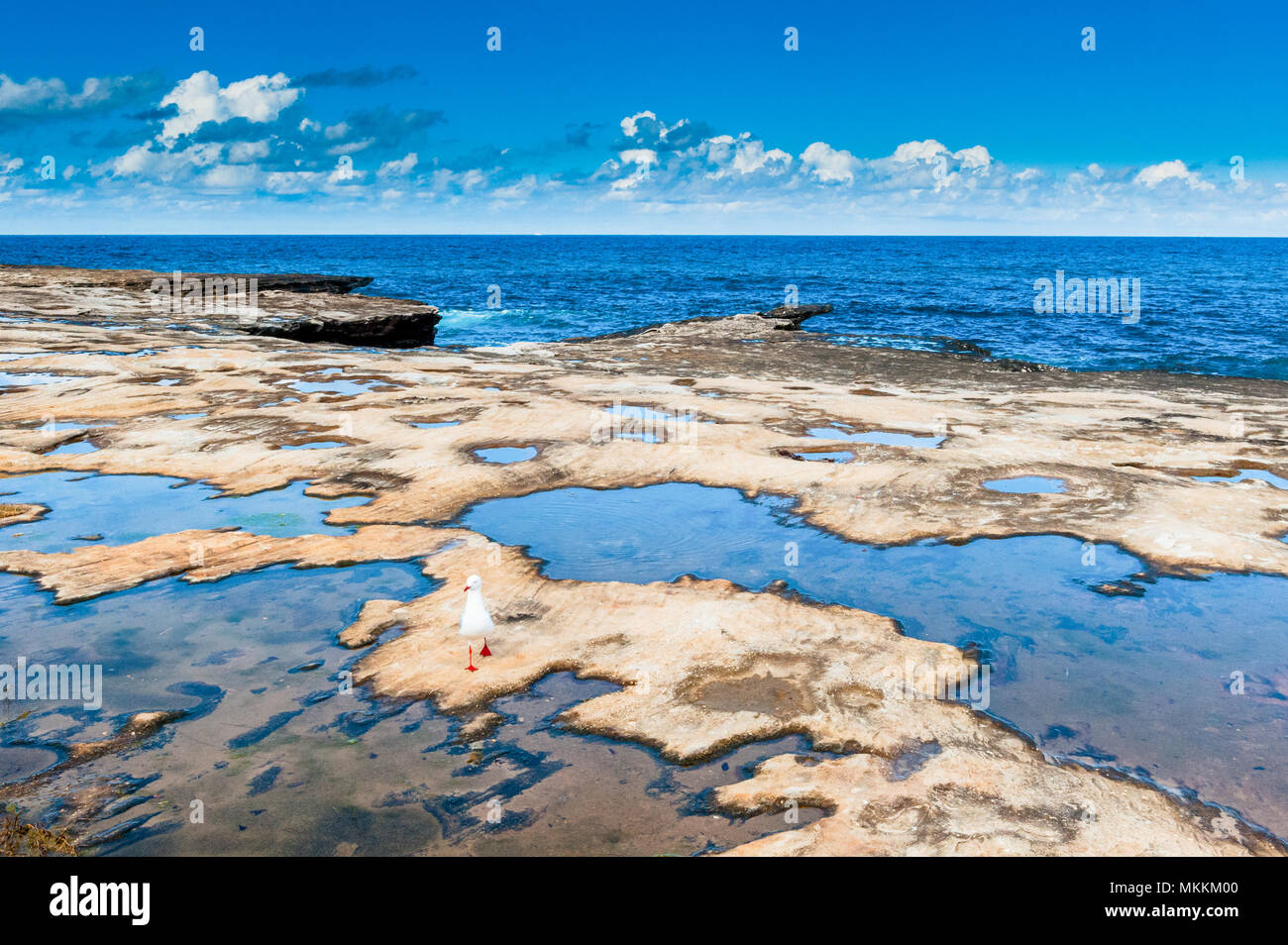 A seagull makes its way across the shallow rock pools along the ...