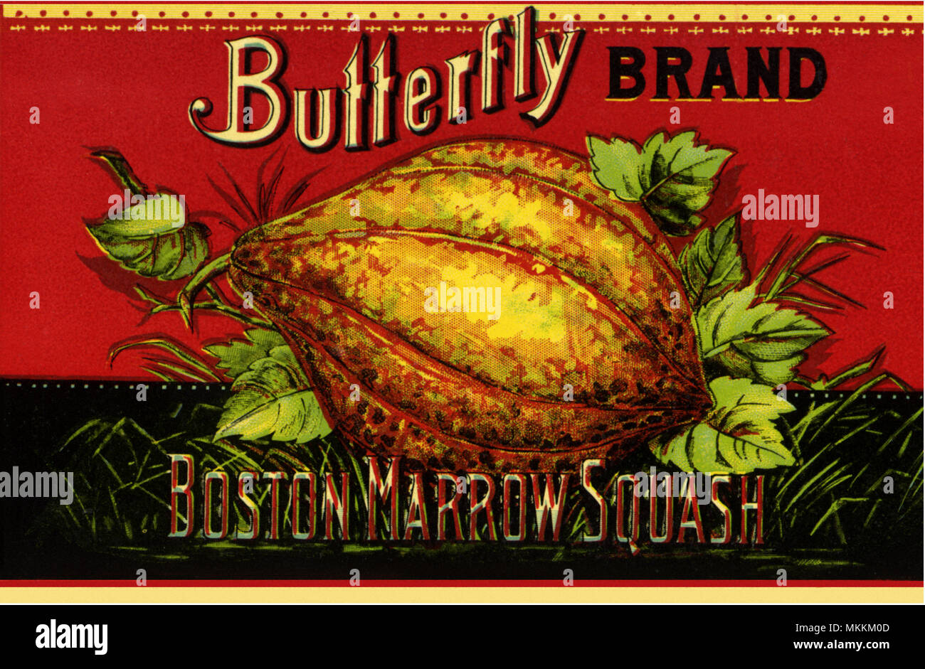 Squash illustration hi-res stock photography and images - Alamy