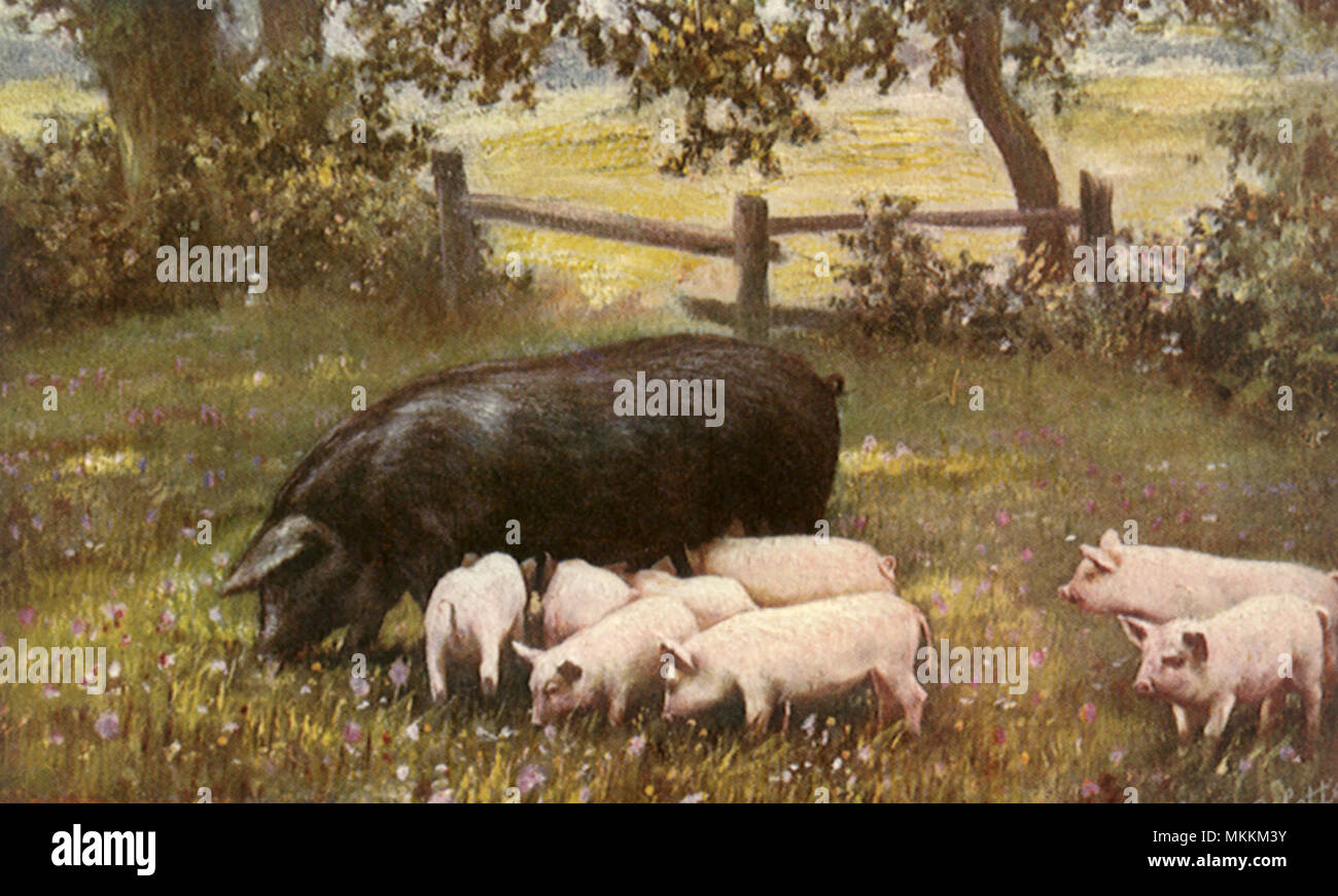 Pig and Piglets Stock Photo - Alamy