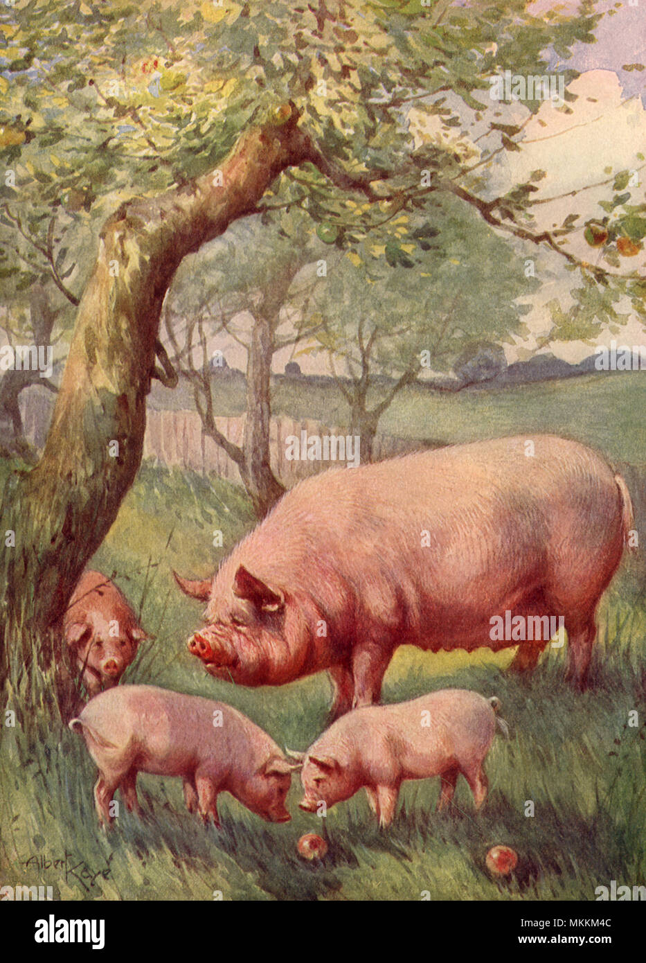 Pig, Piglets Under Tree Stock Photo - Alamy