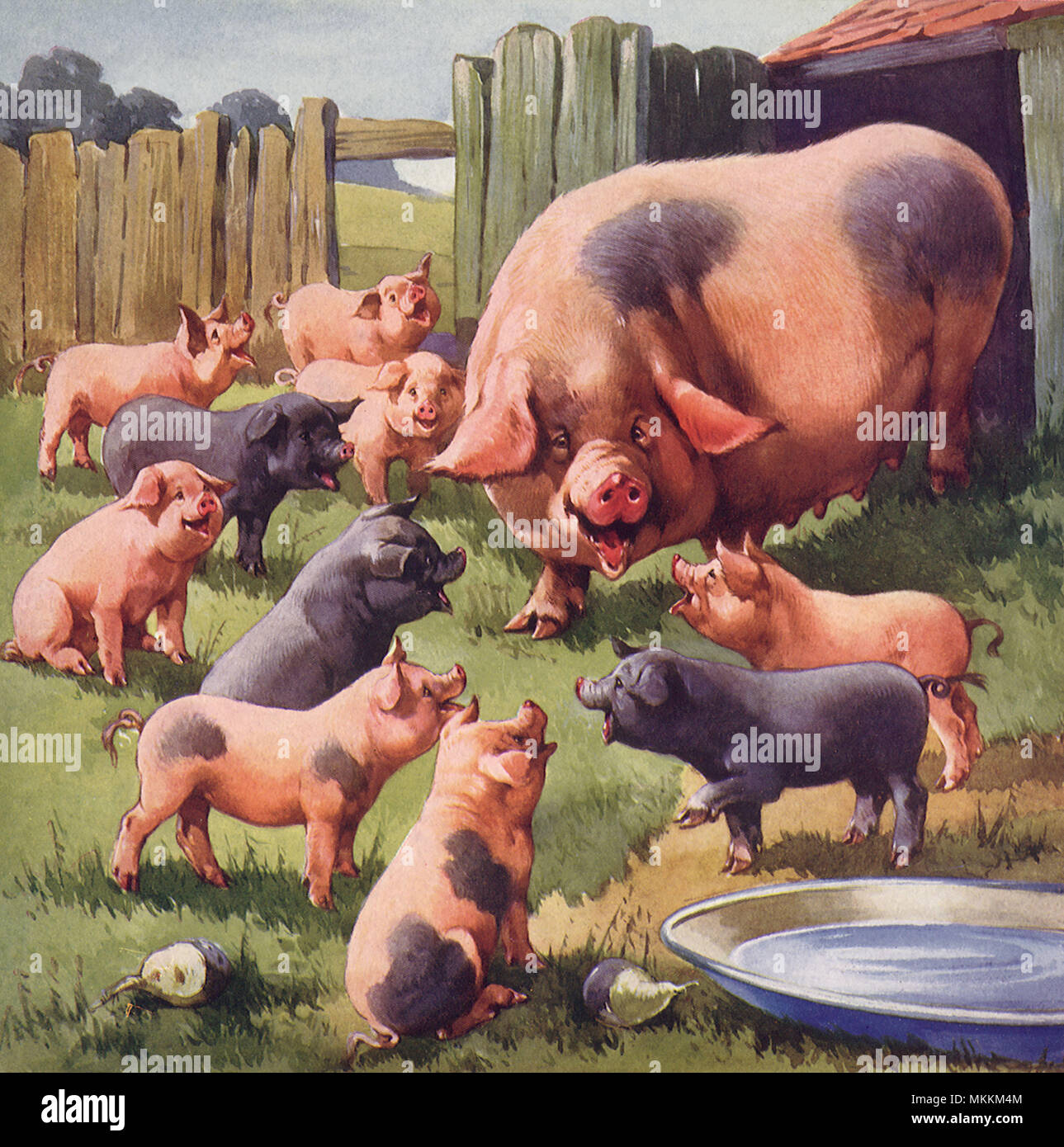 Mother and Piglets Stock Photo - Alamy