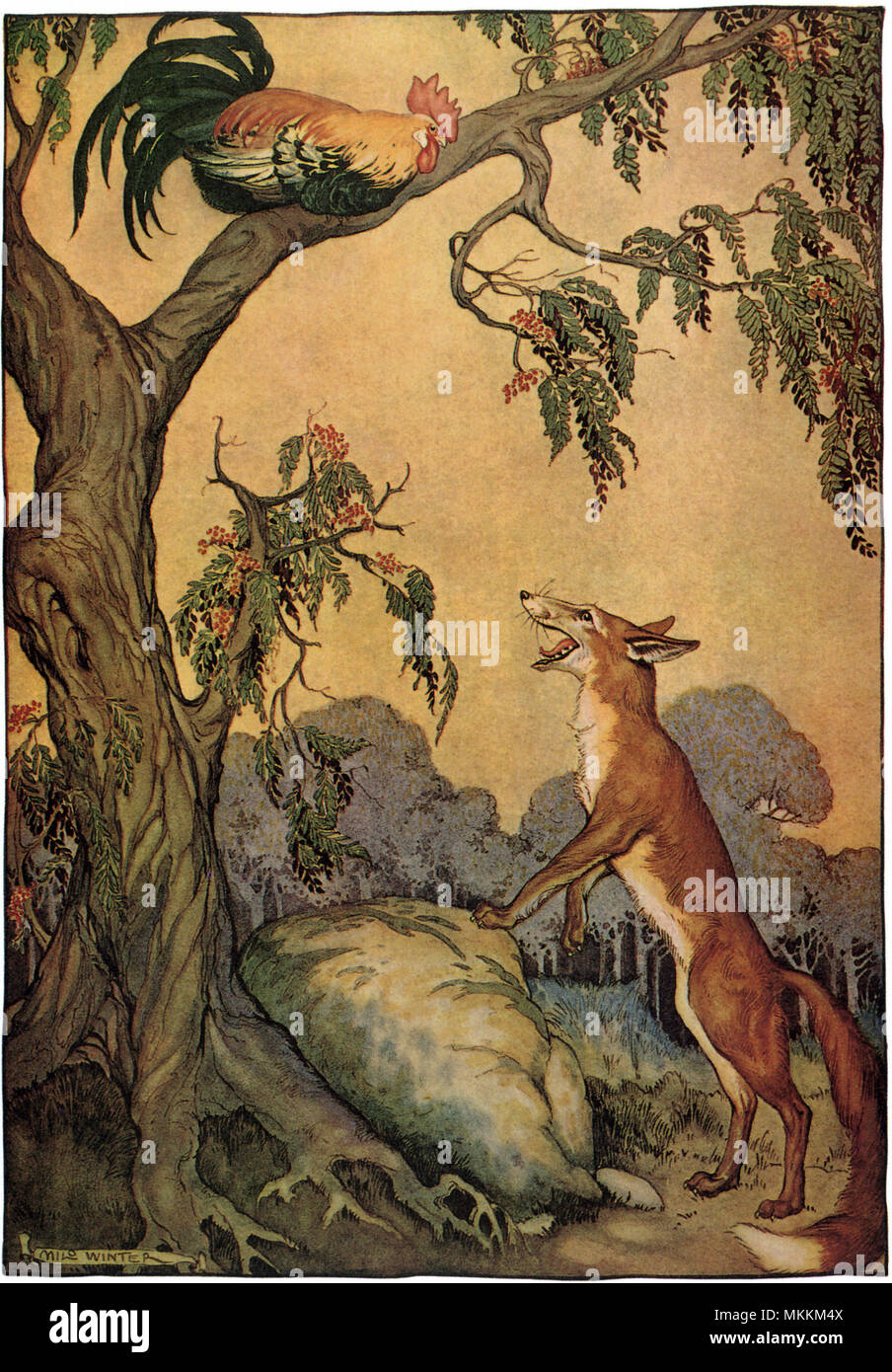 Fox and Rooster in Tree Stock Photo - Alamy