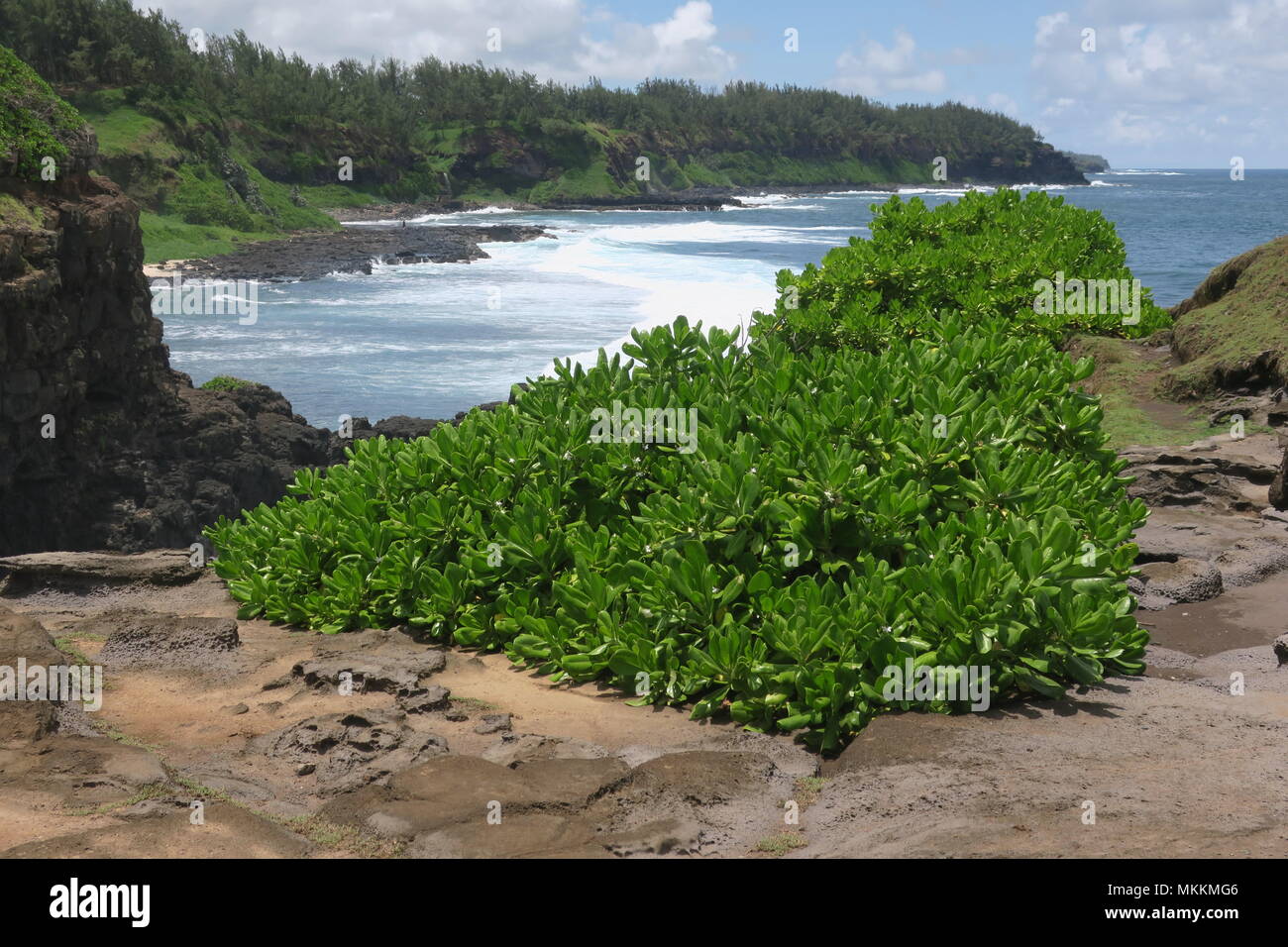 Maurice bush hi-res stock photography and images - Alamy