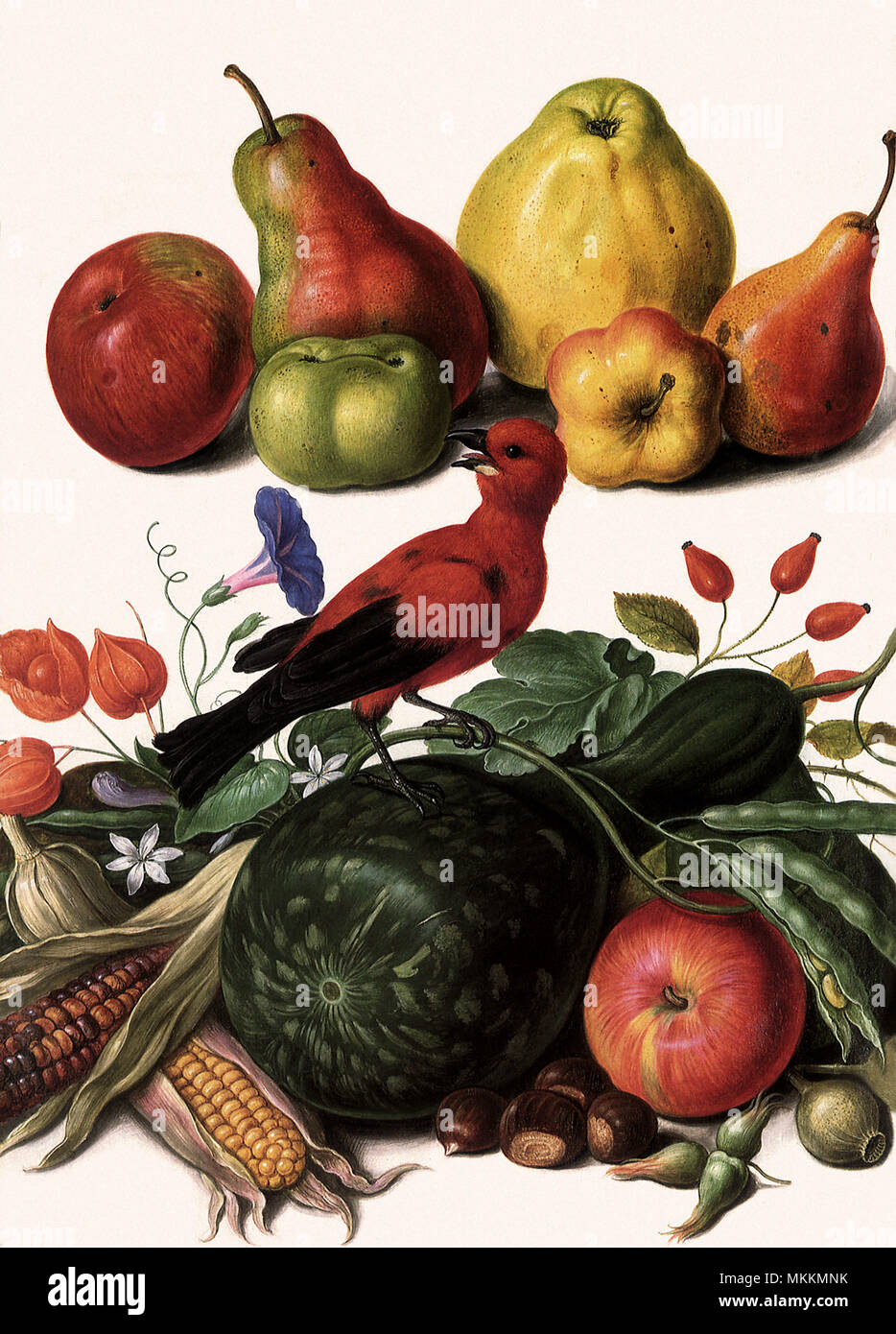 Red Bird and Squash Stock Photo - Alamy