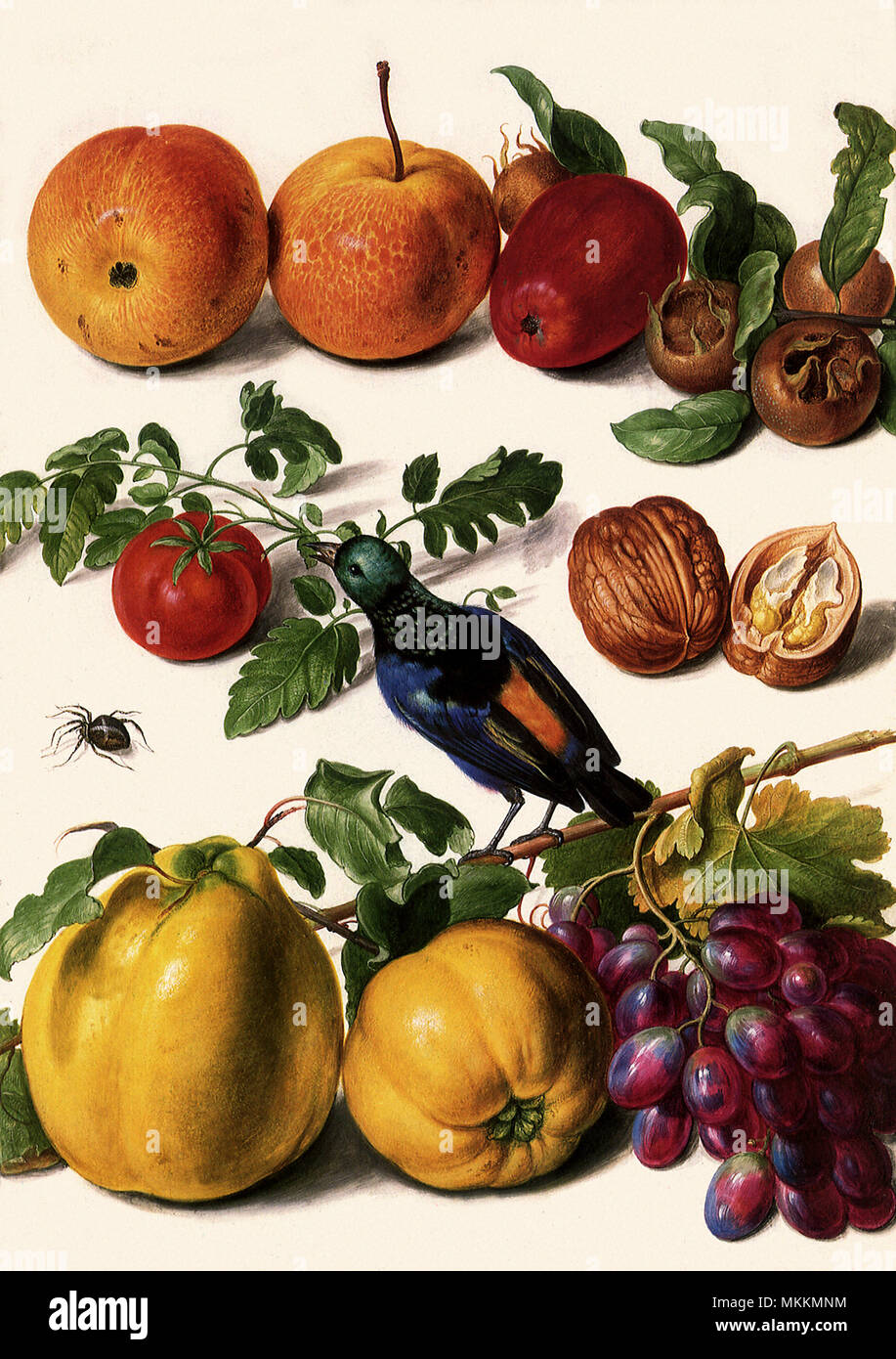 Fruit and bird hi-res stock photography and images - Alamy