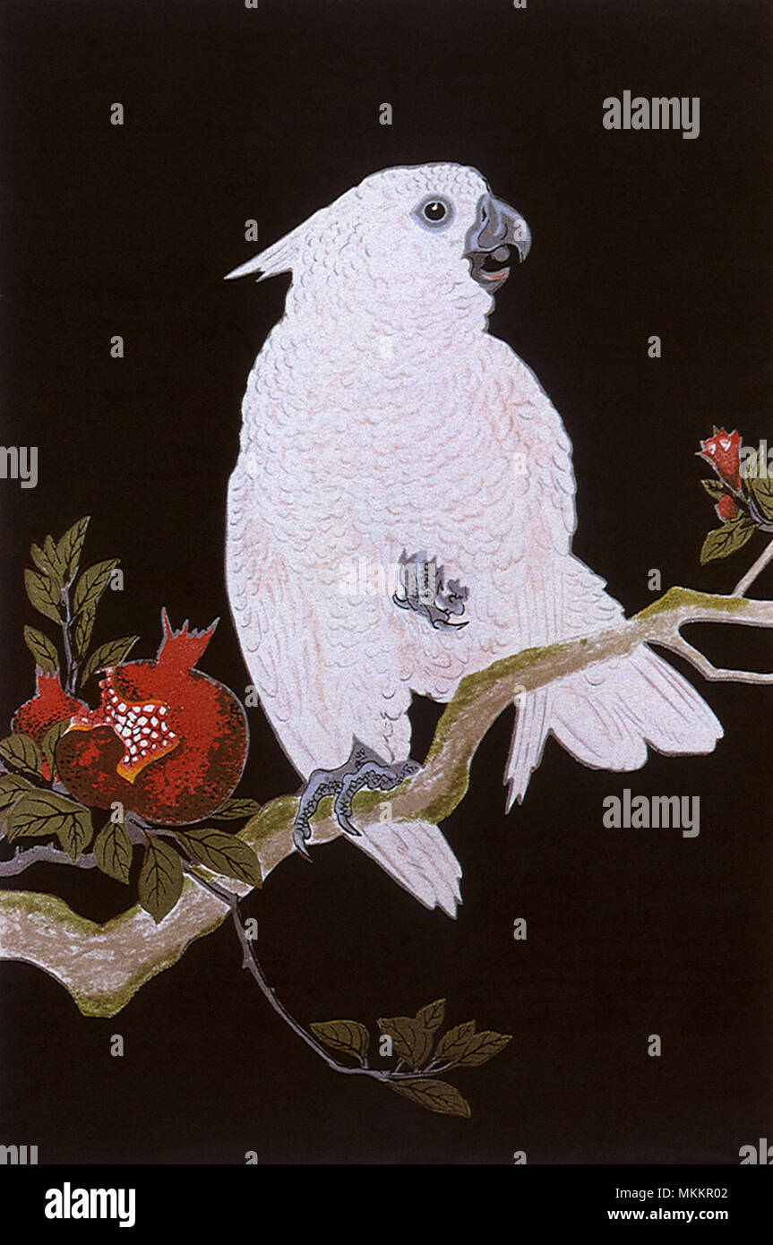 White parrot illustration hi-res stock photography and images - Alamy