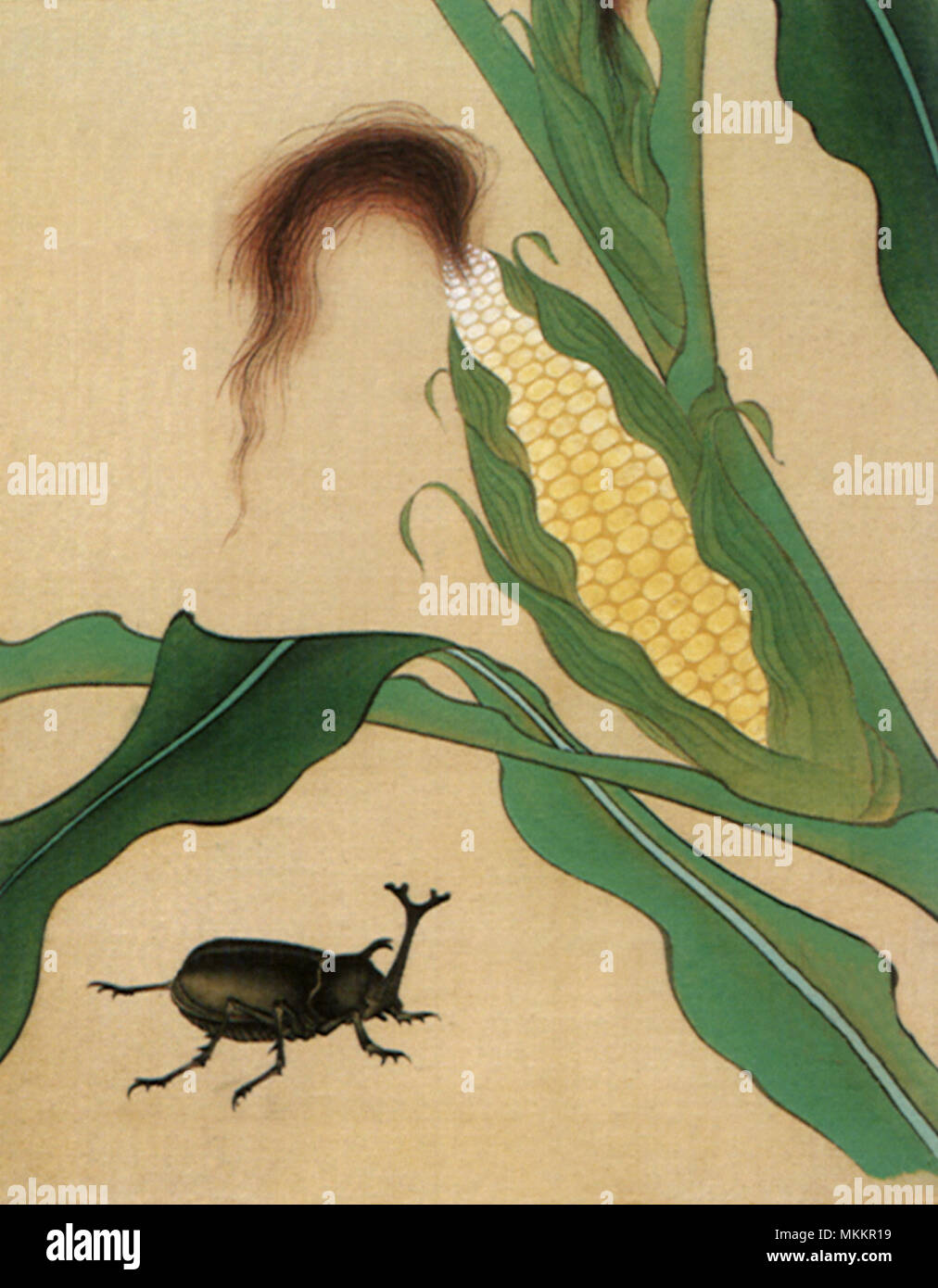 Ear insects hi-res stock photography and images - Alamy