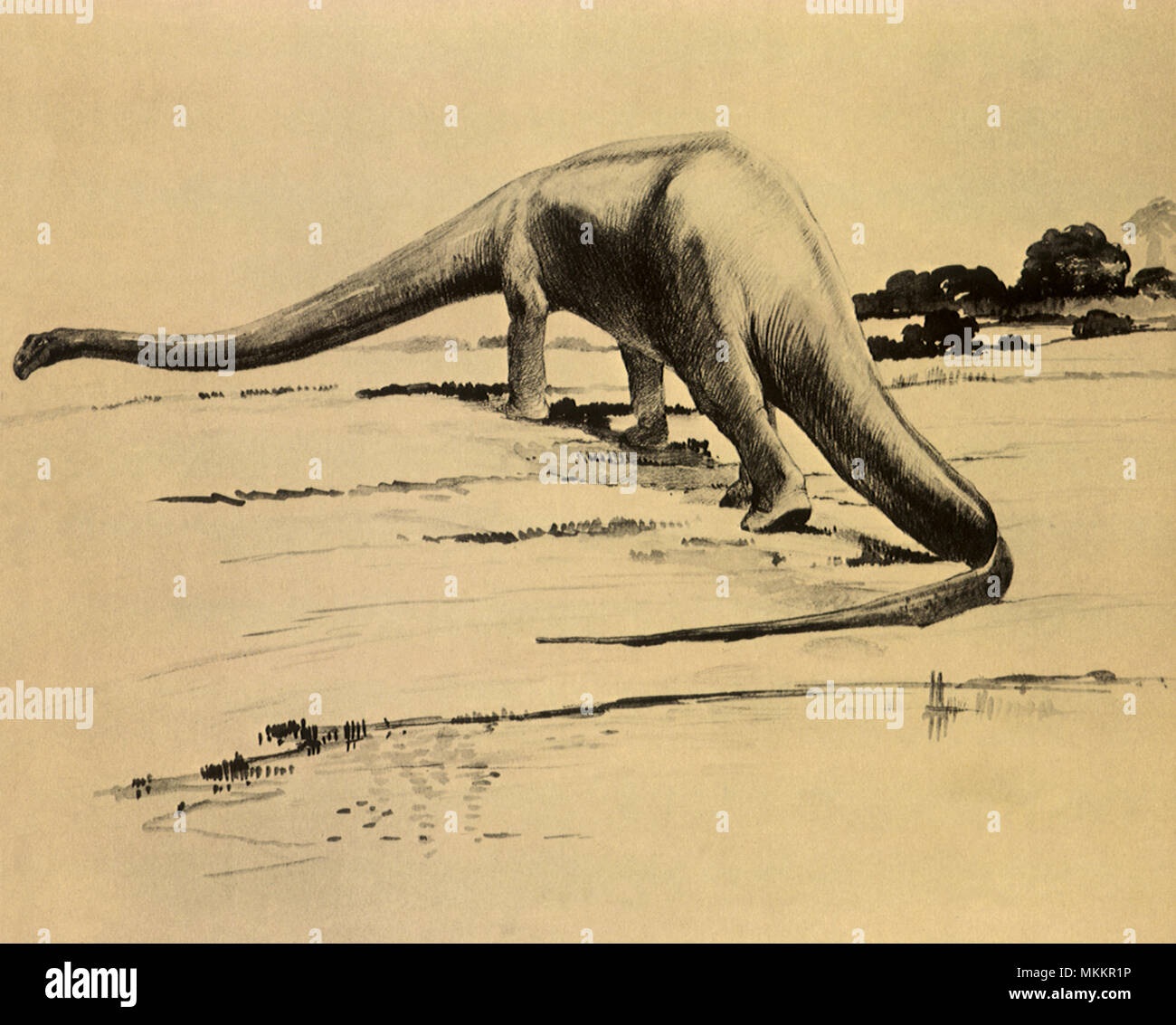 Diplodocus hi-res stock photography and images - Alamy