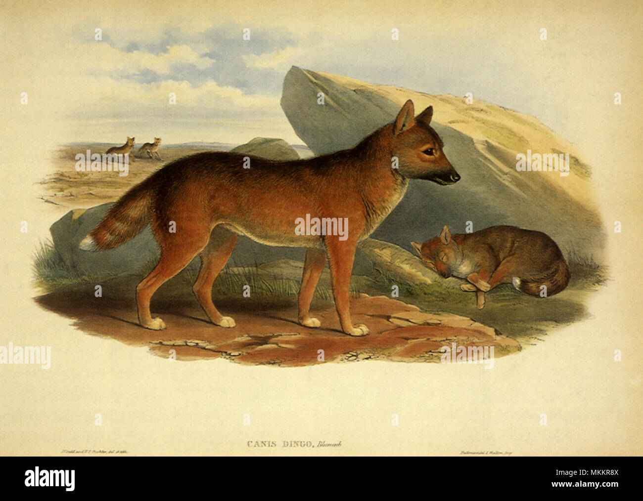 Dingo animal hi-res stock photography and images - Alamy