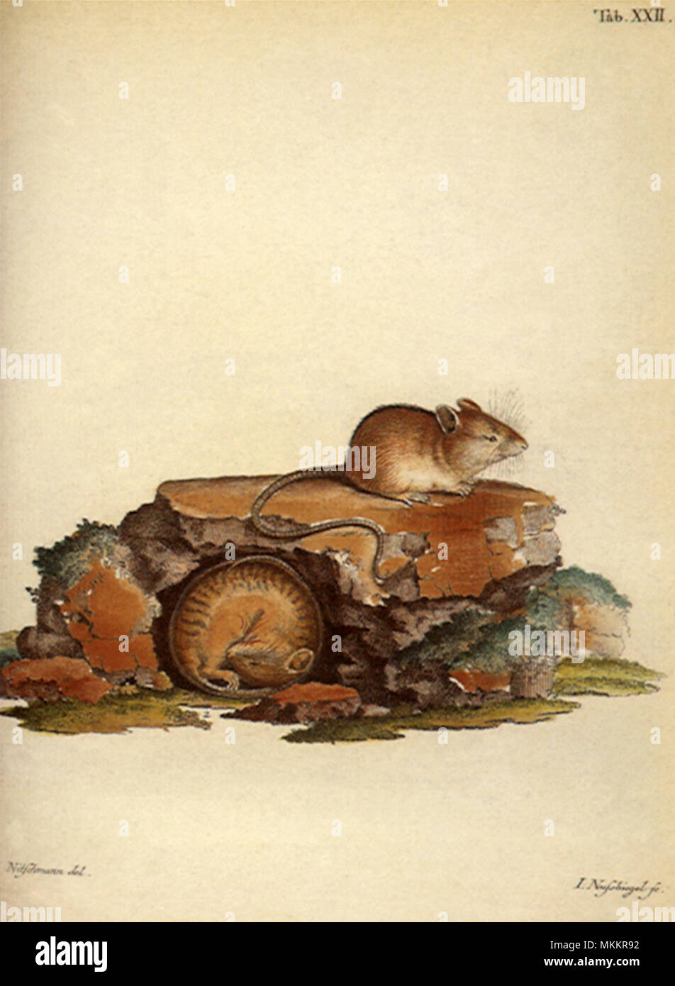 Southern birch mouse hi-res stock photography and images - Alamy