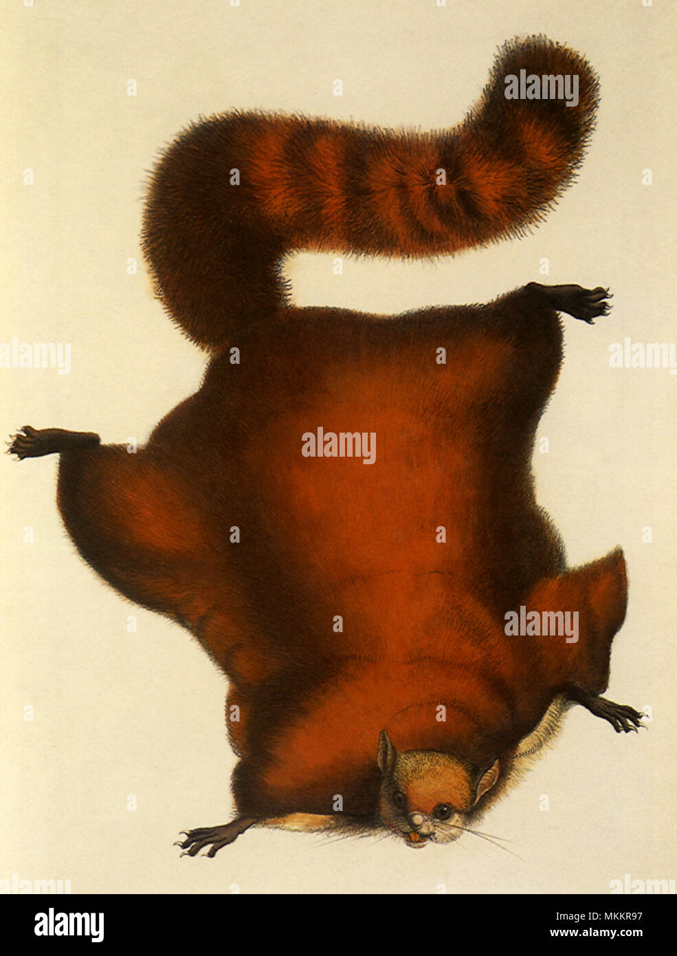 Common Flying Giant Squirrel, Petaurista petaurista Stock Photo - Alamy