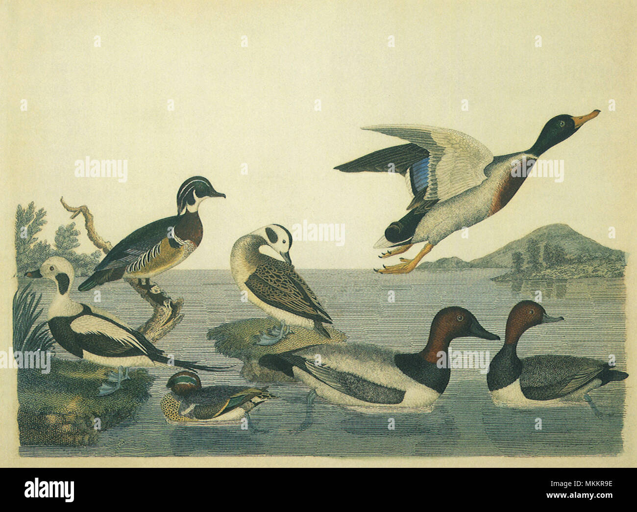 Seven Ducks, sub-family Anatinae Stock Photo - Alamy