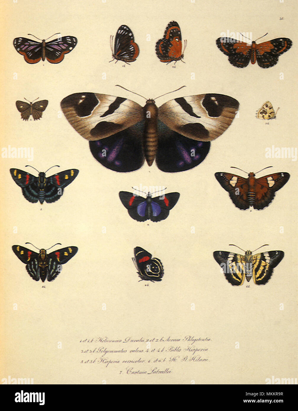 Butterflies, Skippers, Moth Stock Photo - Alamy