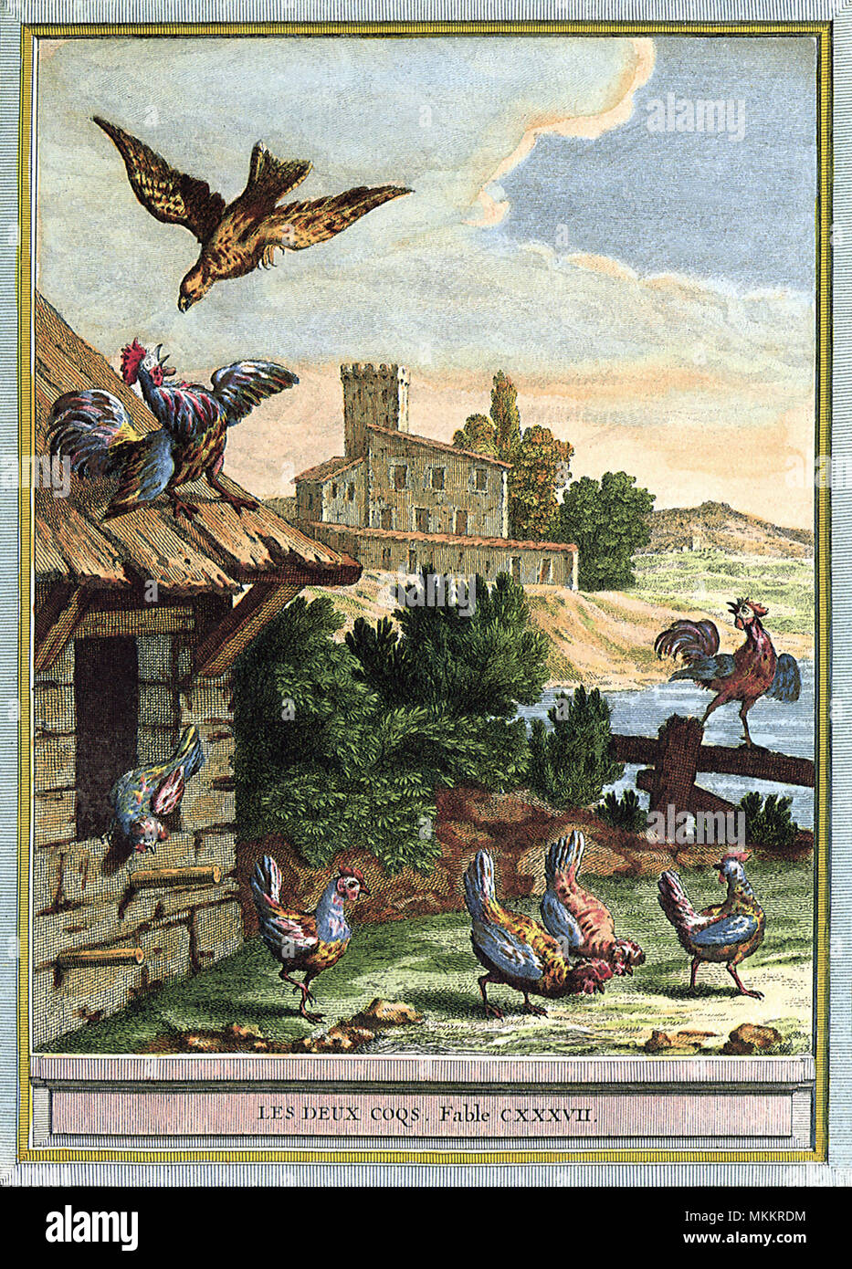 Bird Attacks Rooster Stock Photo - Alamy