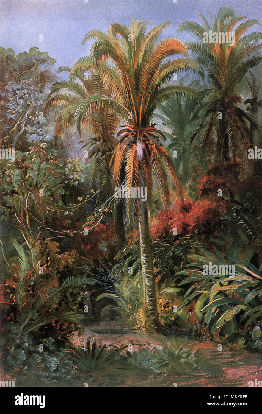 Cycad trees hi-res stock photography and images - Alamy