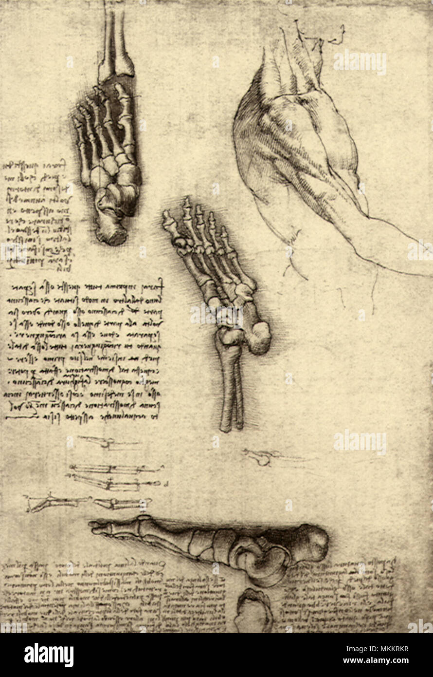 Foot and Toe Functions Stock Photo - Alamy