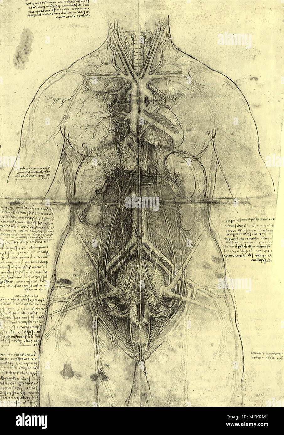 Anatomical drawings hi-res stock photography and images - Alamy