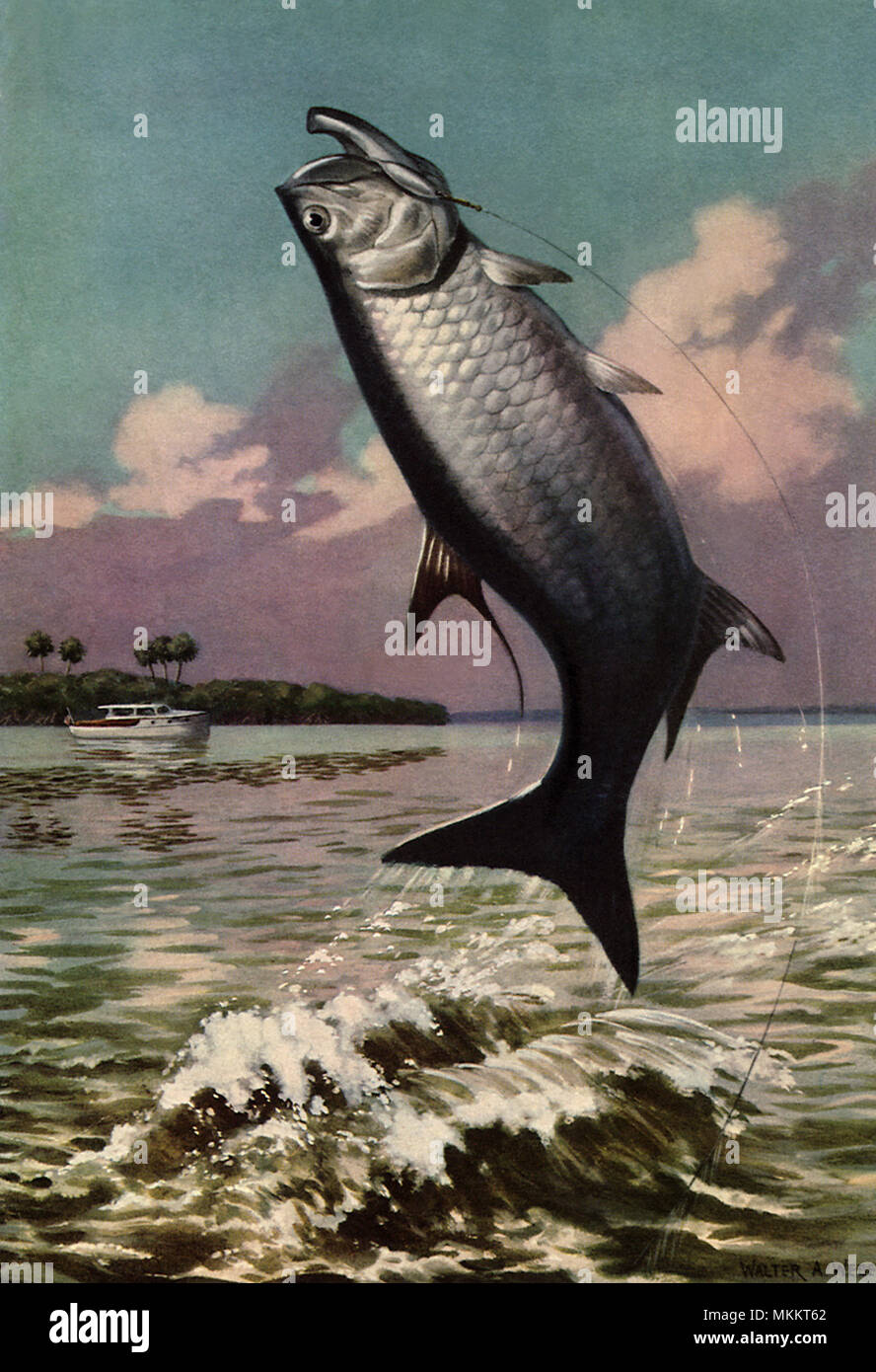 Fish out of Water Stock Photo - Alamy