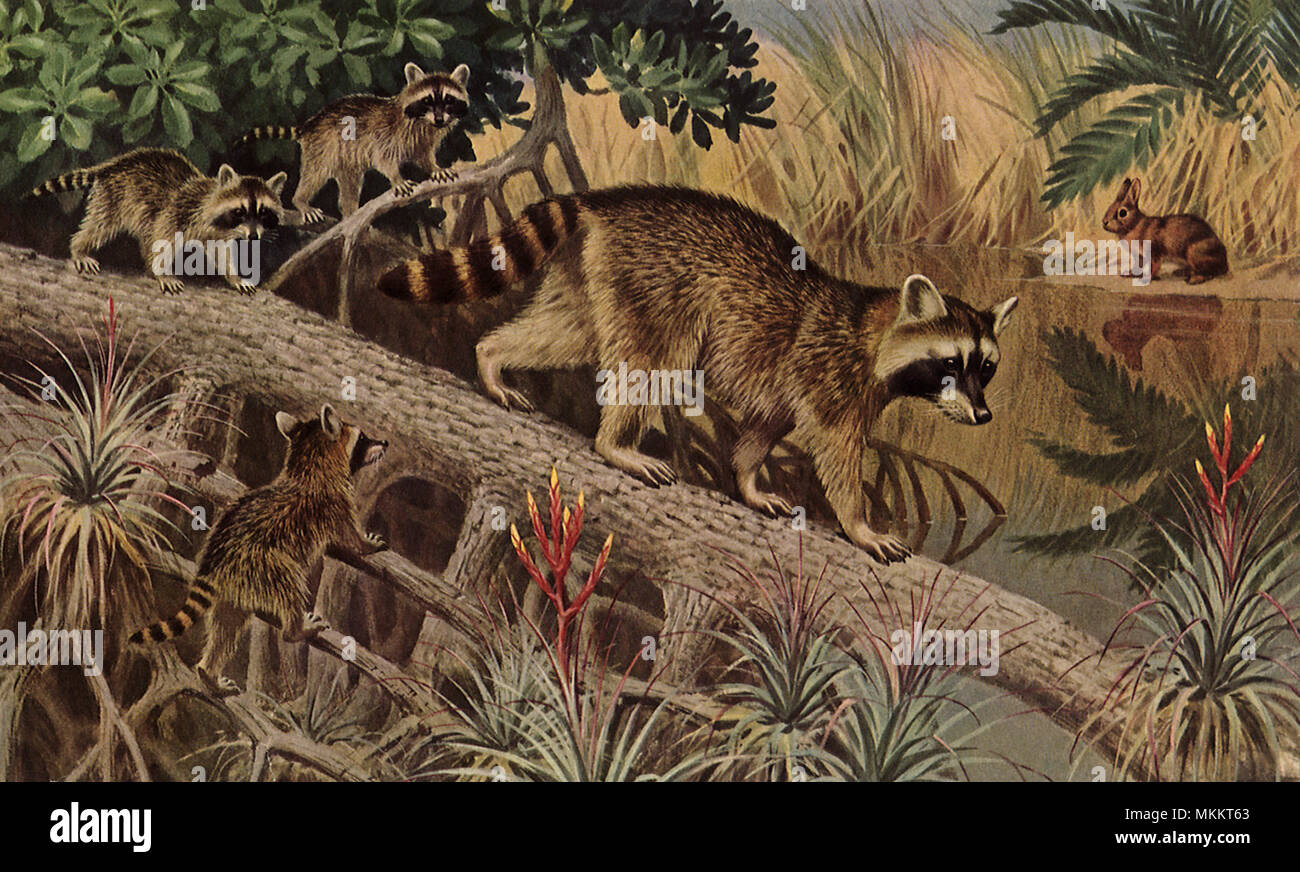 Rabbit raccoon hi-res stock photography and images - Alamy