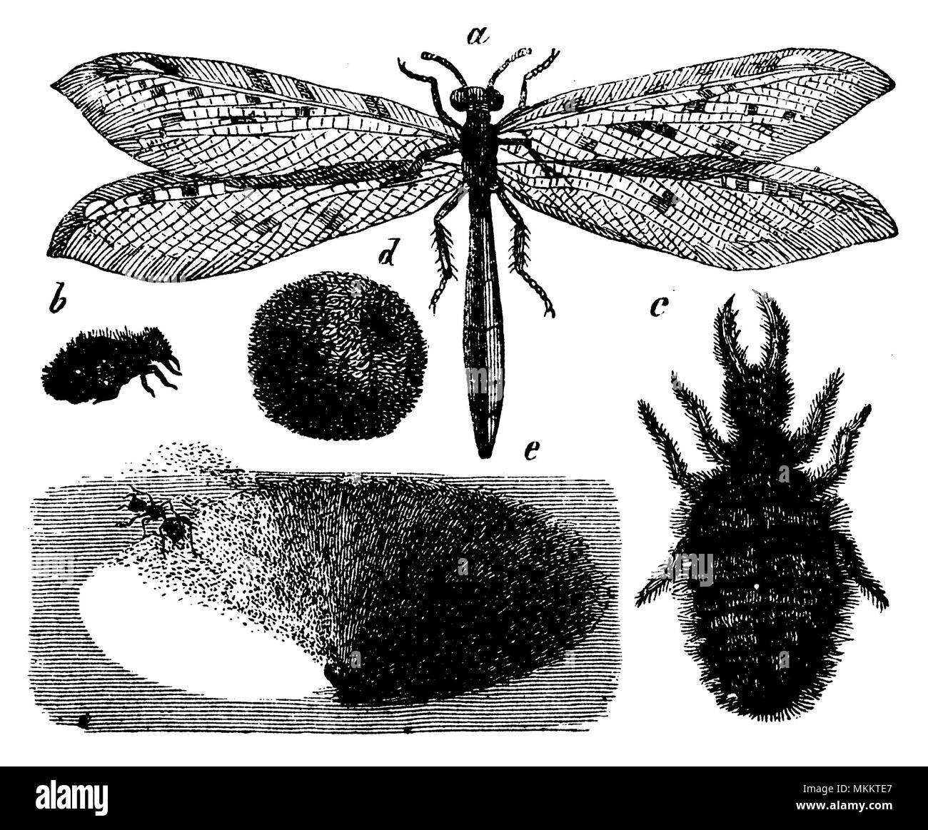 Antlion , adult, larva, pupa, cocoon, sand pit trap, anonym Stock Photo ...