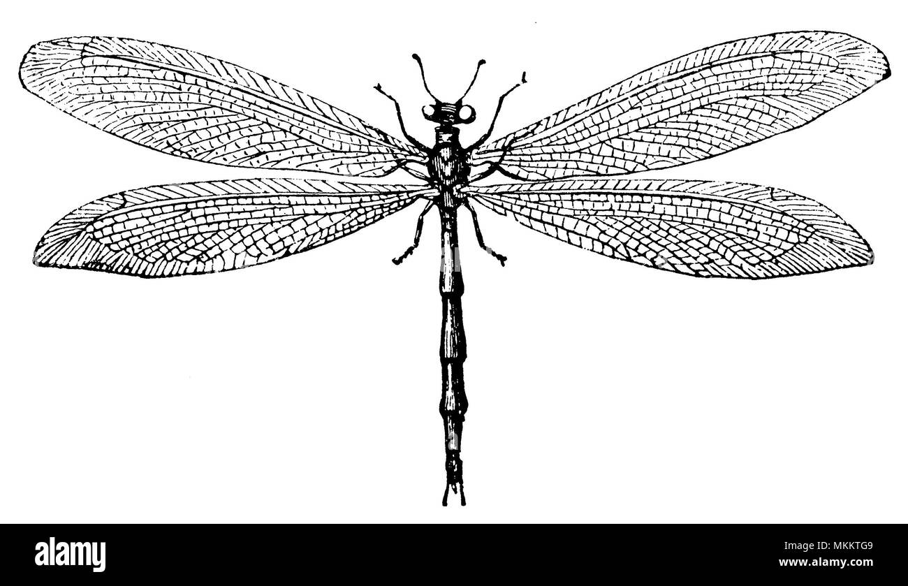 Antlion adult insect Stock Photo - Alamy