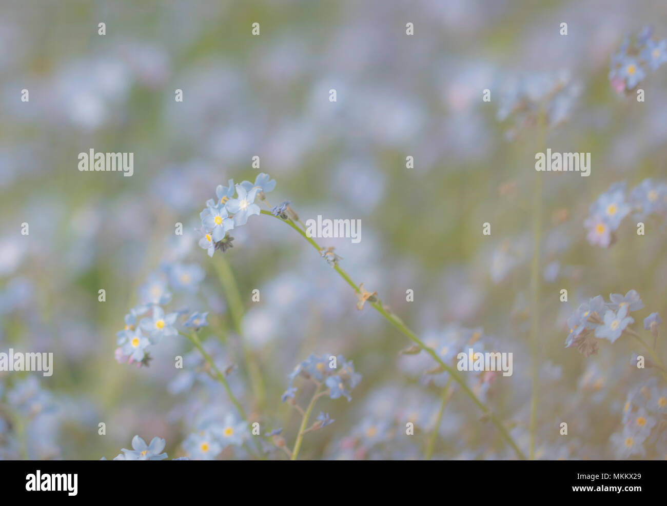 Foget me nots in a dreamy soft focus Stock Photo - Alamy