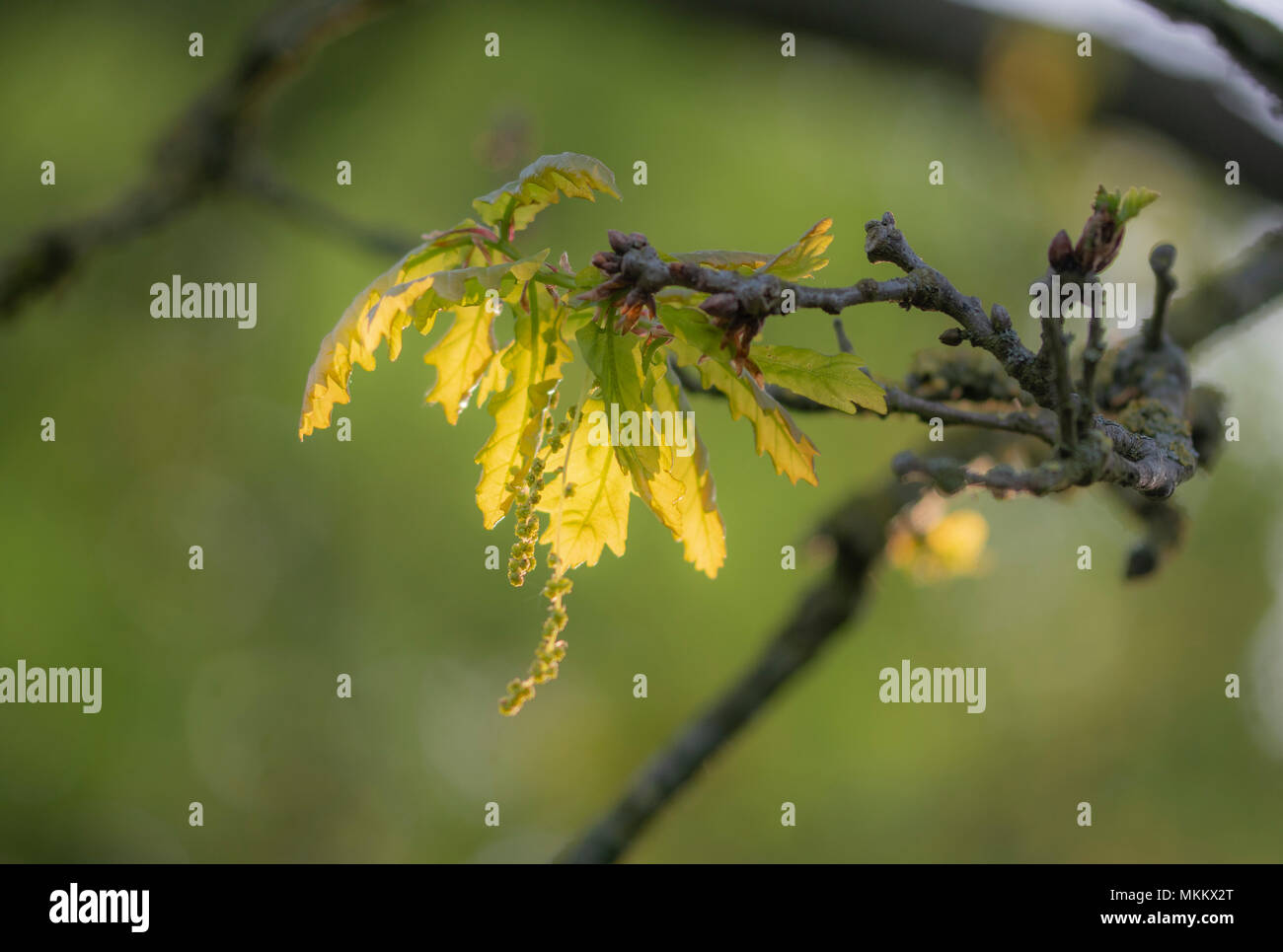 Fresh new greenery hi-res stock photography and images - Alamy