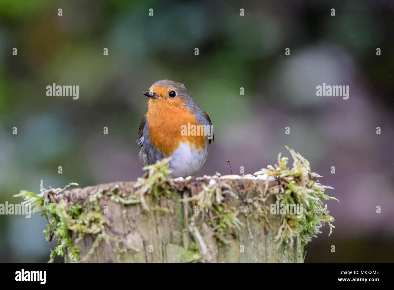 Robin sitting on moss covered fence post Stock Photo - Alamy