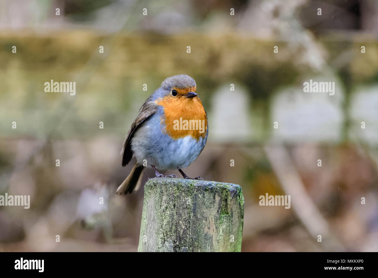 Robin sitting on wooden fence post Stock Photo - Alamy