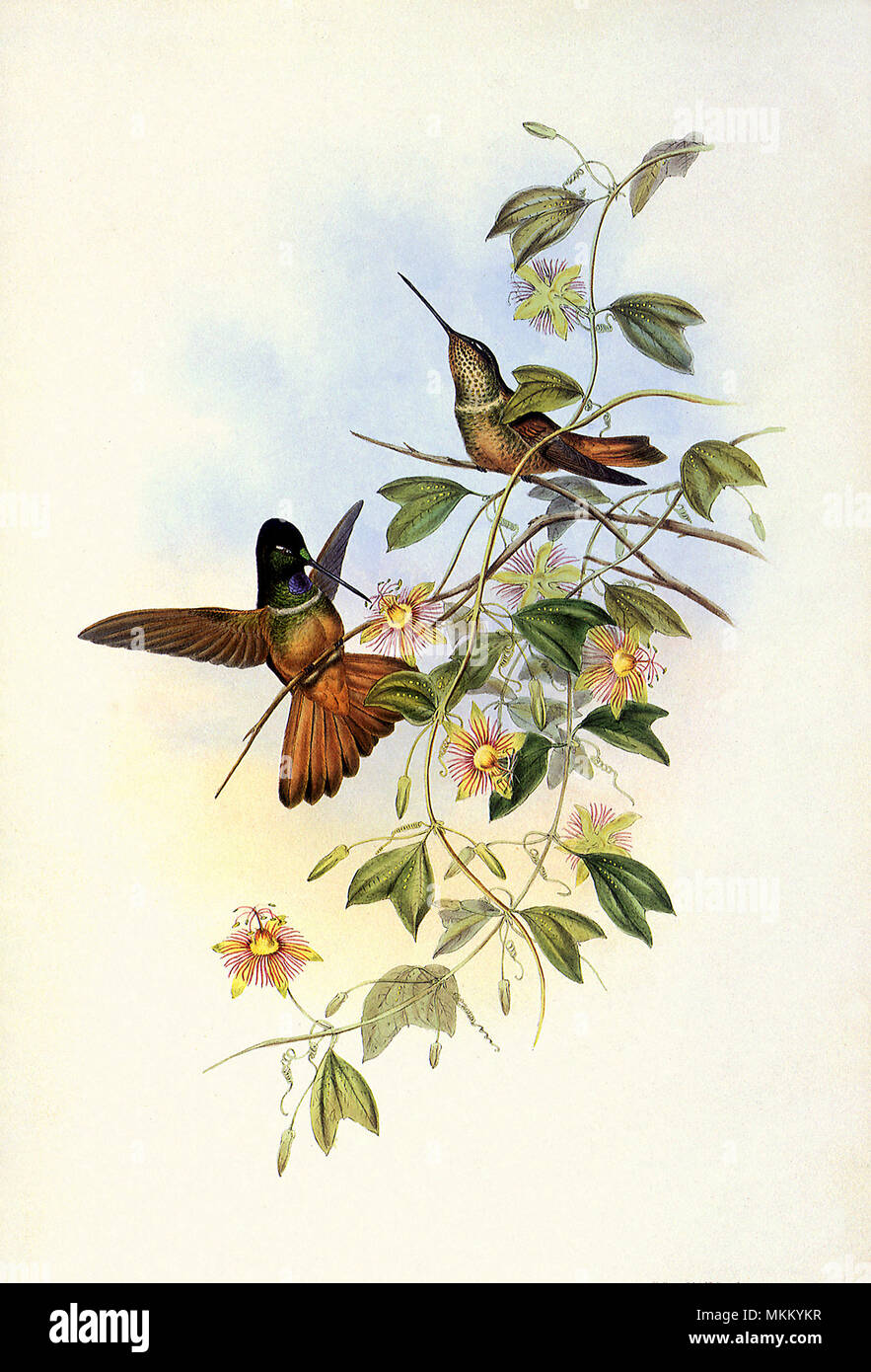 Frontlet High Resolution Stock Photography and Images - Alamy