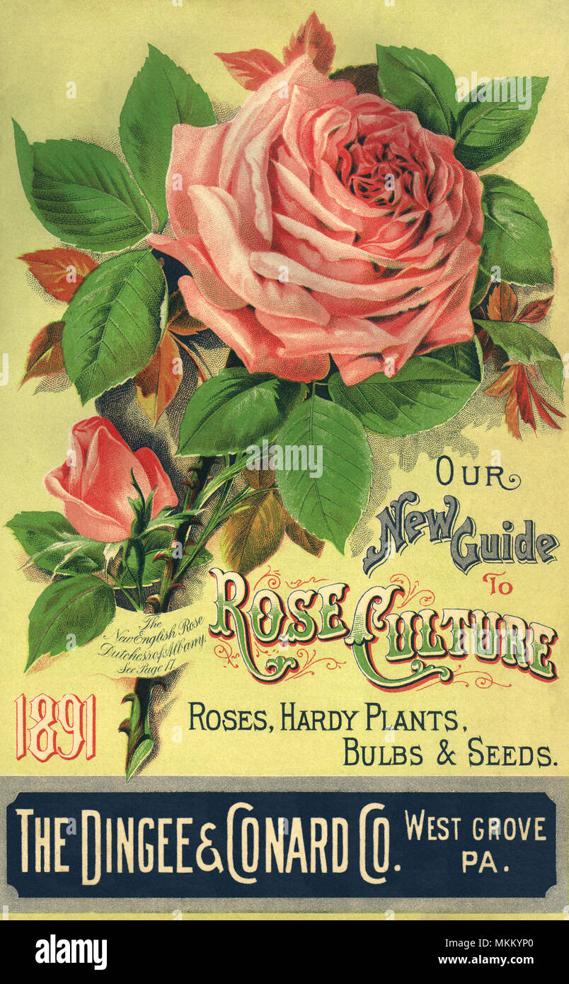 Roses Seed Packet Stock Photo - Alamy