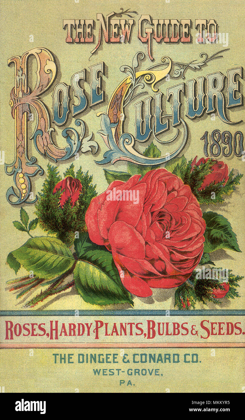 Red Rose Cover Stock Photo - Alamy