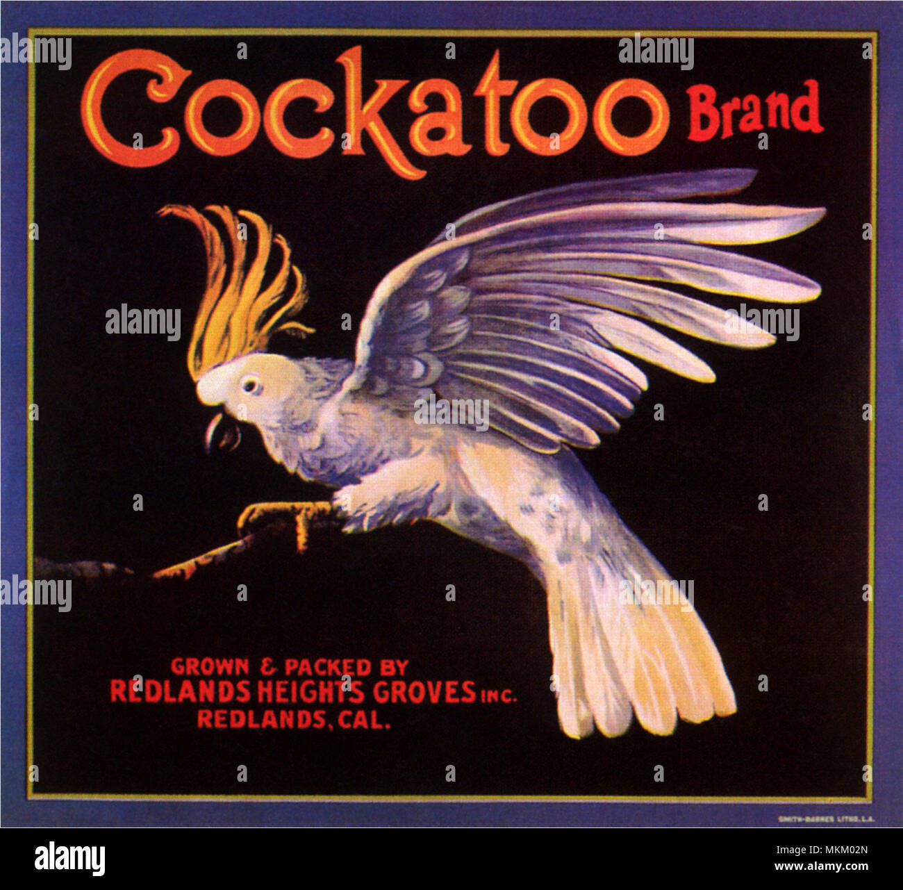 Cockatoo black ground hi-res stock photography and images - Alamy