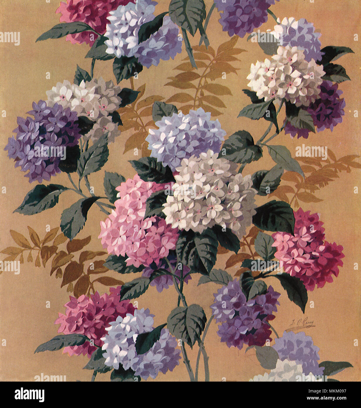 Paper thin blooms hi-res stock photography and images - Alamy
