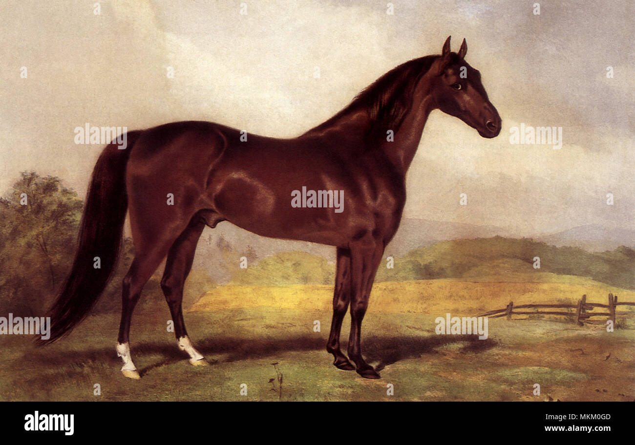 Horse in Open Field Stock Photo - Alamy