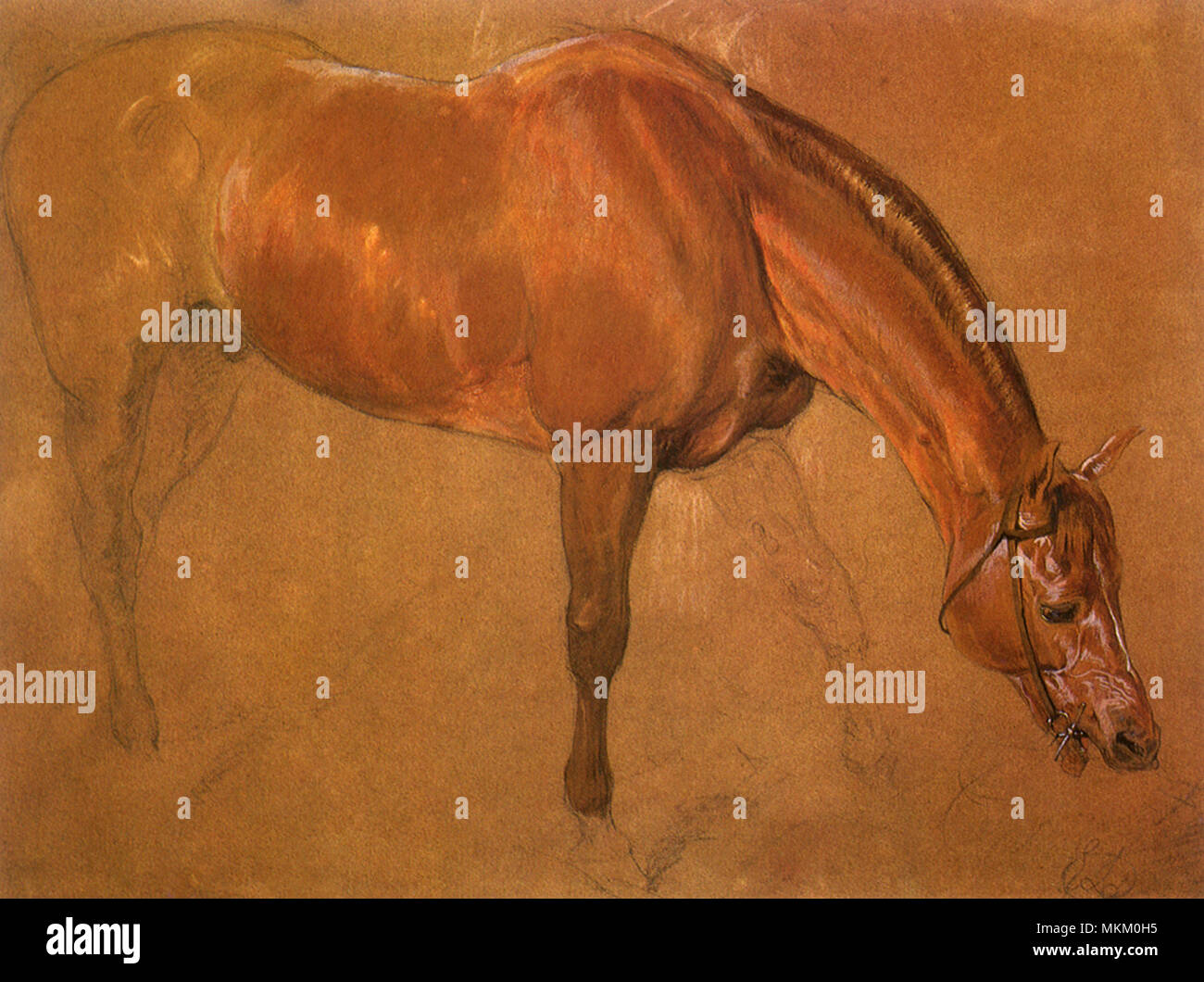 Study of a Horse Stock Photo - Alamy